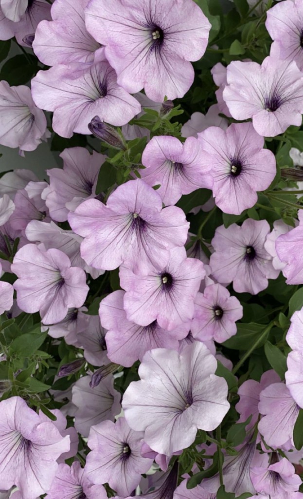 Hengepetunia mix | Prydhagen. Stor fokus på populære frø sorter av god ...