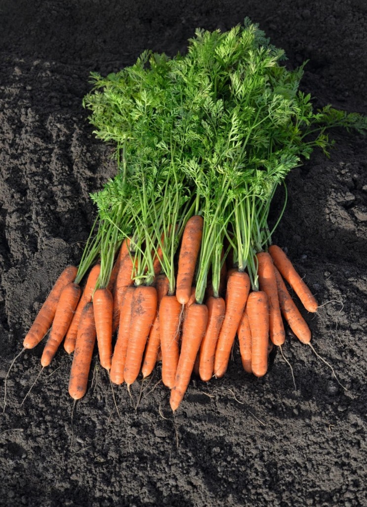 Gulrot ' Nagoya pres' | Prydhagen. Stor fokus på populære frø sorter av ...