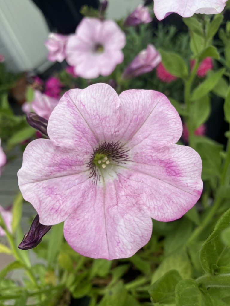 Hengepetunia mix | Prydhagen. Stor fokus på populære frø sorter av god ...