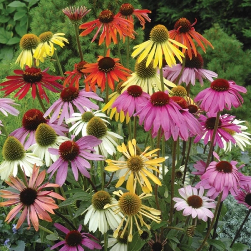 Solhatt 'Paradiso mix' | Prydhagen. Stor fokus på populære frø sorter ...