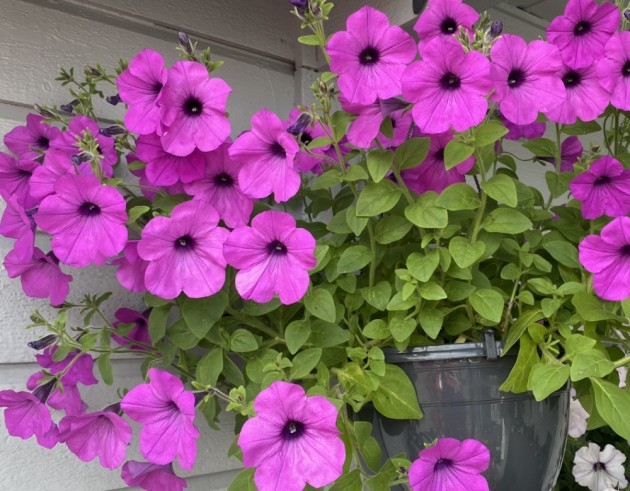 Hengepetunia mix | Prydhagen. Stor fokus på populære frø sorter av god ...