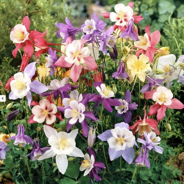 Akeleie 'mix ' | Prydhagen. Stor fokus på populære frø sorter av god ...