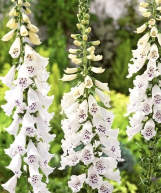 Revebjelle 'Dalmatian White' | Prydhagen. Stor fokus på populære frø ...