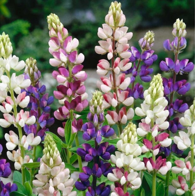 Lupin 'Pixie delight' | Prydhagen. Stor fokus på populære frø sorter av ...