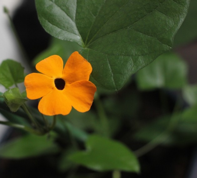 Klatre/hengeplanter | Prydhagen. Stor fokus på populære frø sorter av ...