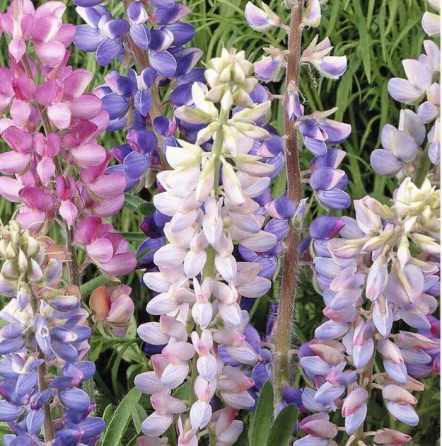 Lupin 'mix' | Prydhagen. Stor fokus på populære frø sorter av god kvalitet.