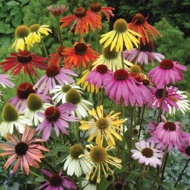 Solhatt 'Paradiso mix' | Prydhagen. Stor fokus på populære frø sorter ...