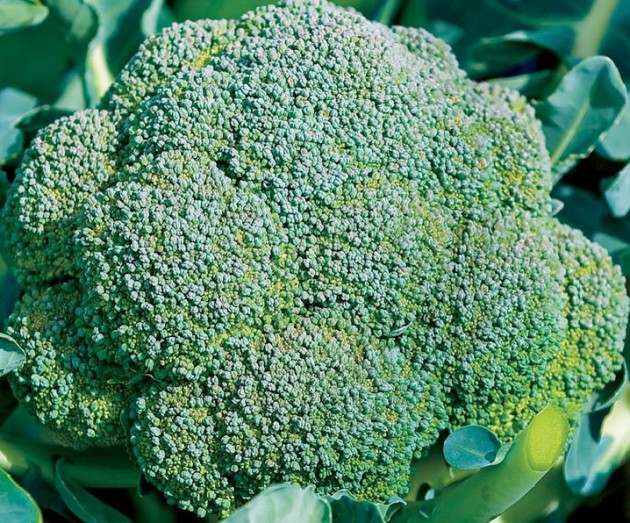 Kål og rotvekster | Prydhagen. Stor fokus på populære frø sorter av god ...